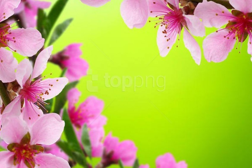 Free download | HD PNG blooming spring branch background best stock ...