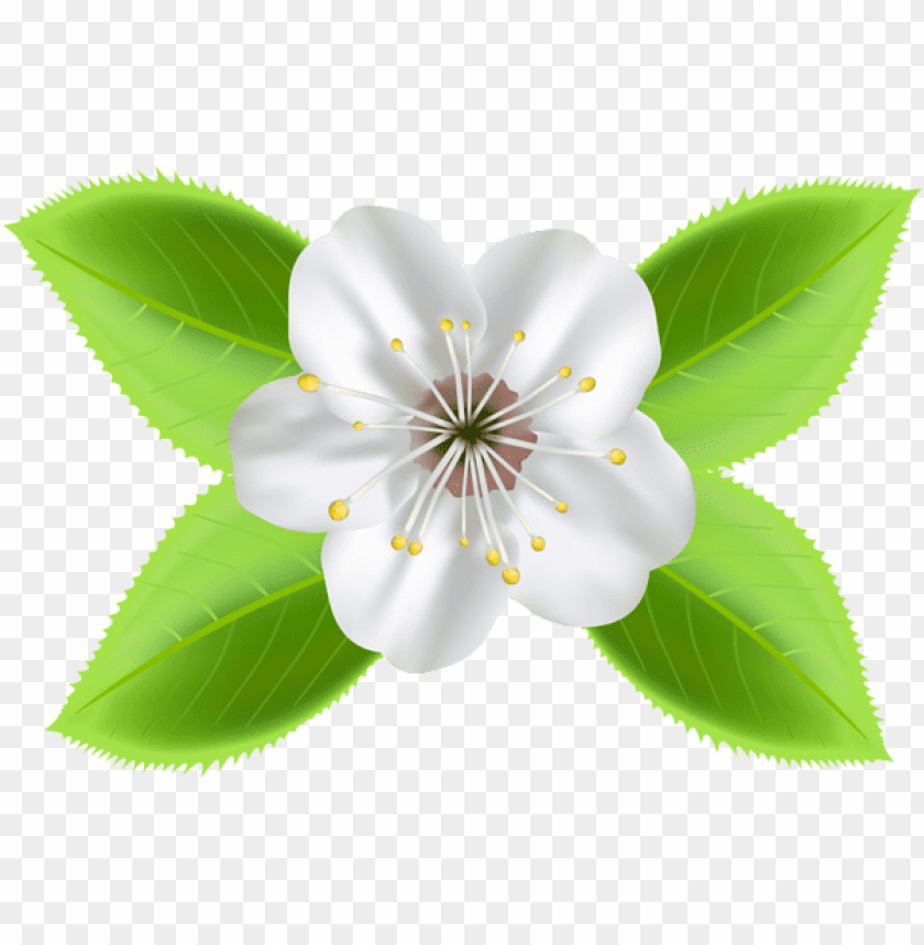 Free download | HD PNG PNG image of blooming spring flower with a clear ...