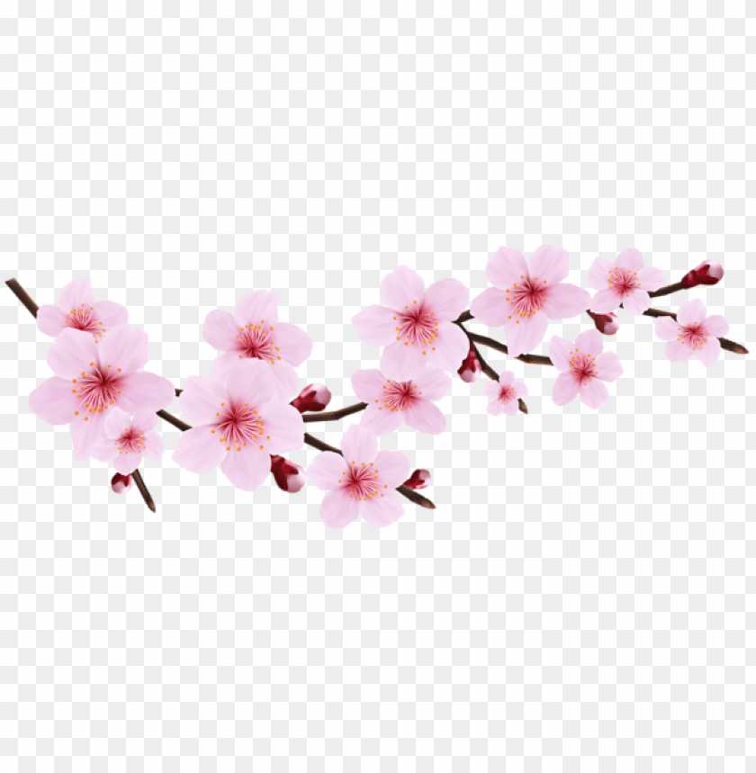 Free download | HD PNG PNG image of blossom spring pink twig ...