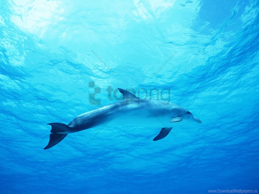 Free download | HD PNG blue deep dolphin wallpaper background best ...