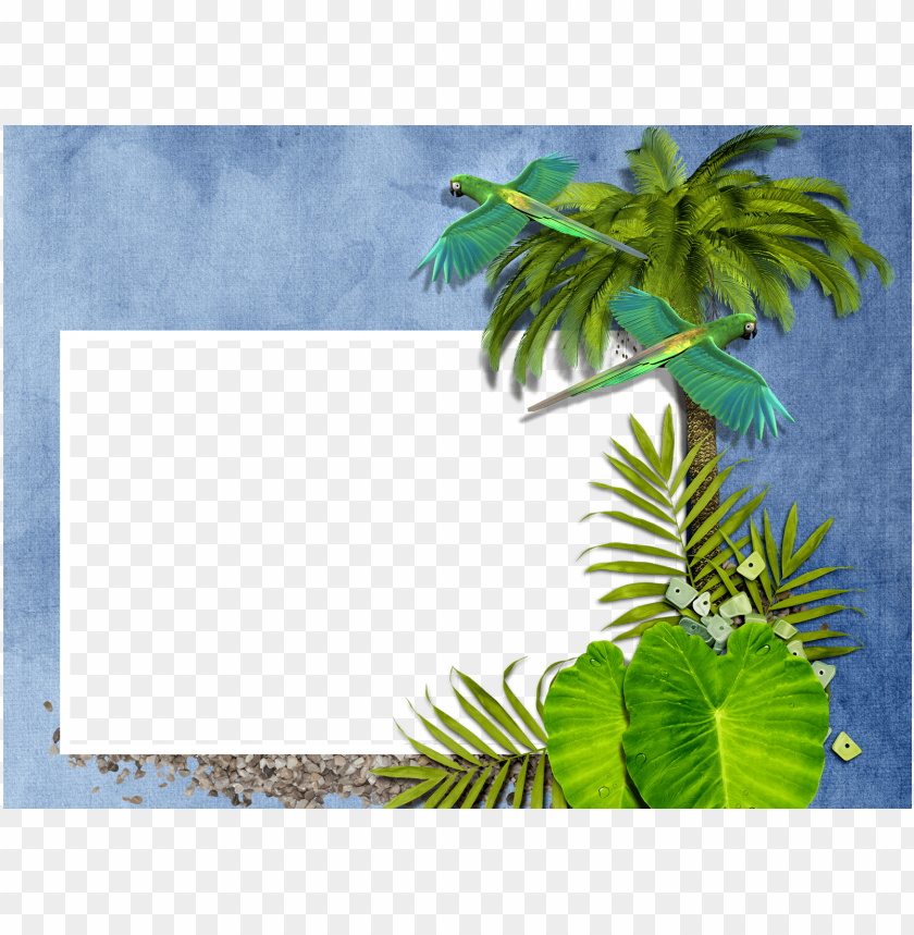 Free download | HD PNG blue exotic transparent frame with parrots ...