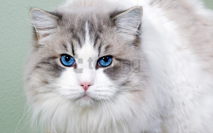 Free download | HD PNG blue eyed cat cute face fluffy wallpaper ...