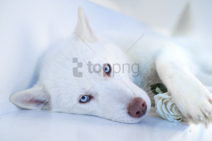 Free download | HD PNG blue eyed dog husky muzzle wallpaper background ...