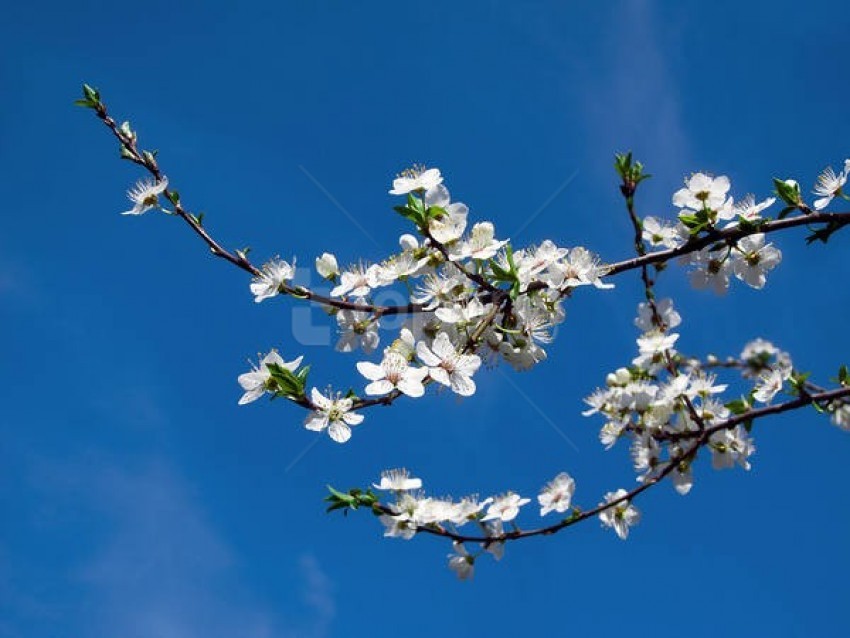Free download | HD PNG blue spring blossom 4k background background ...