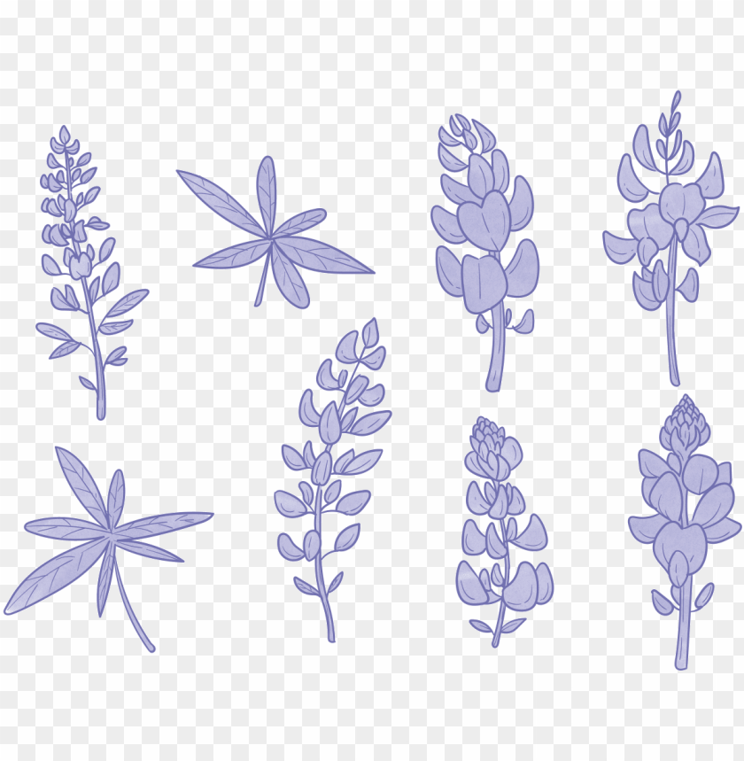 Free download | HD PNG bluebonnet flower vectors bluebonnet clipart ...
