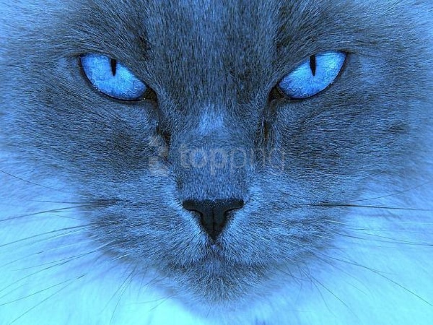 Free download | HD PNG bluecat background best stock photos - Image ID ...