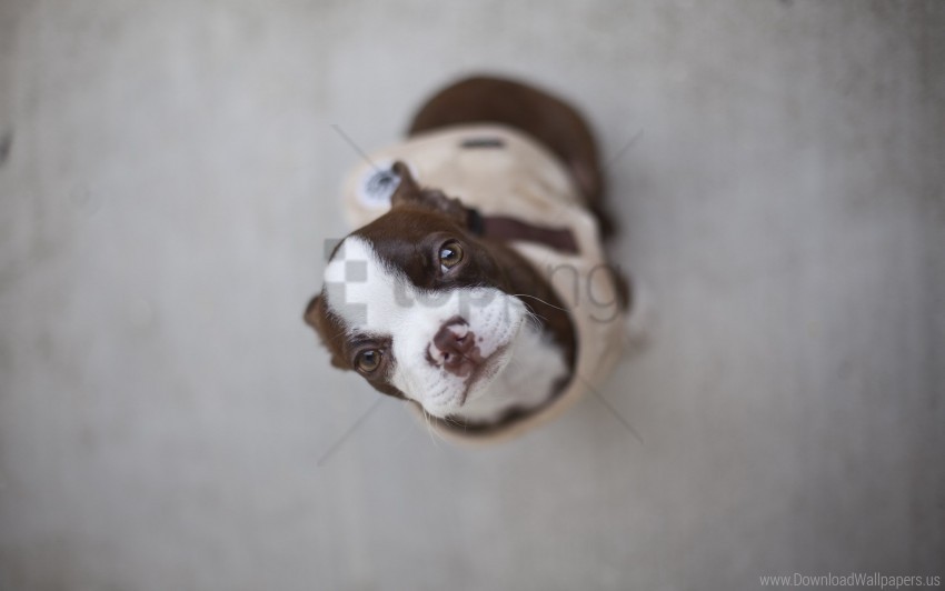 Free download | HD PNG blur dogs face top wallpaper background best ...