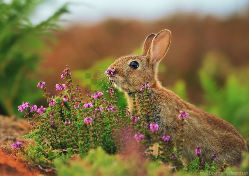 Free download | HD PNG blur flowers grass rabbit wallpaper background ...