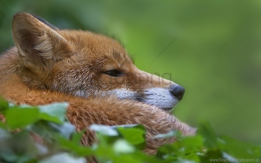 Free download | HD PNG blur fox grass muzzle pro wallpaper background ...