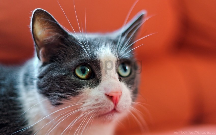 Free download | HD PNG blurred cat eyes face spotted wallpaper ...