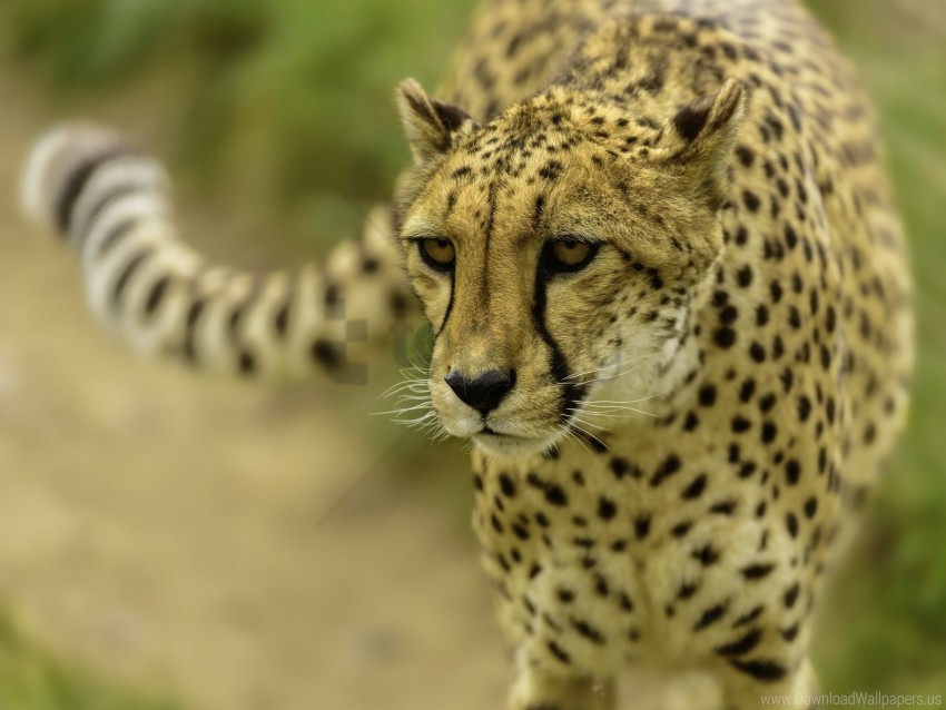Free download | HD PNG blurring cheetah face wallpaper background best ...