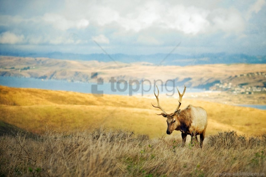 Free download | HD PNG blurring deer grass mountains wallpaper ...