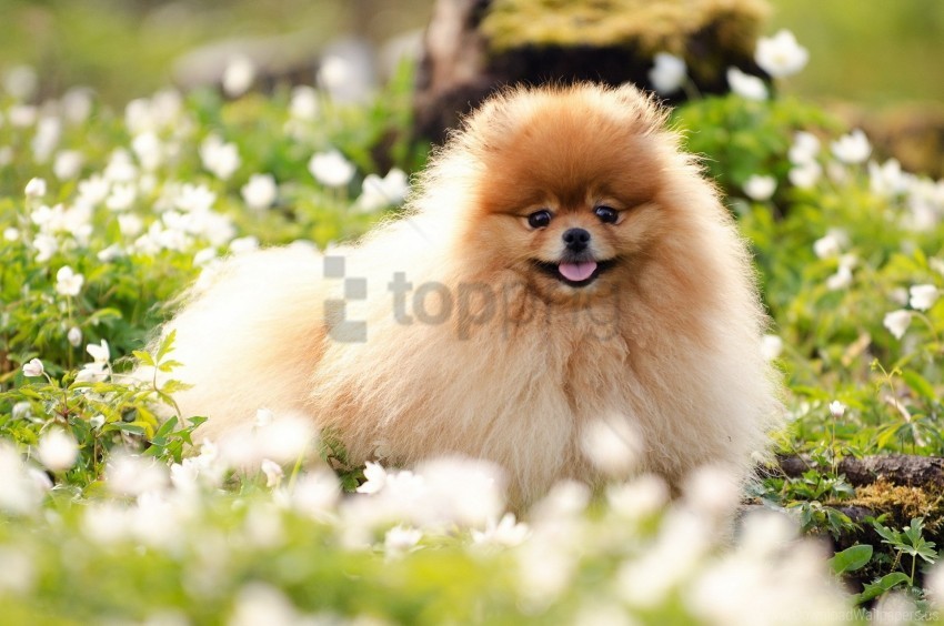 Free download | HD PNG blurring dog face fluffy grass wallpaper ...