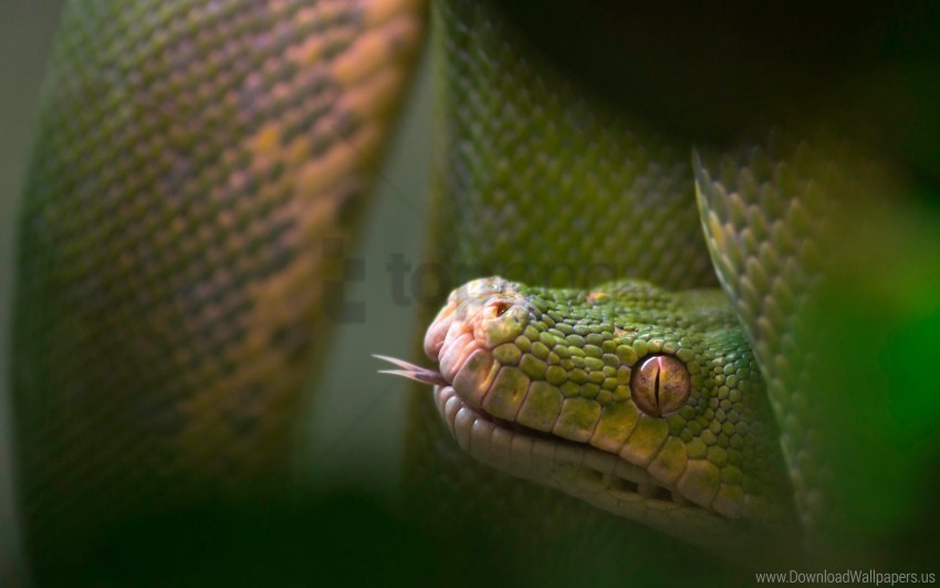 Free download | HD PNG blurring reptile snake tongue wallpaper ...