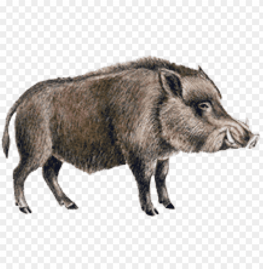 Free download | HD PNG standing wild boar png | TOPpng