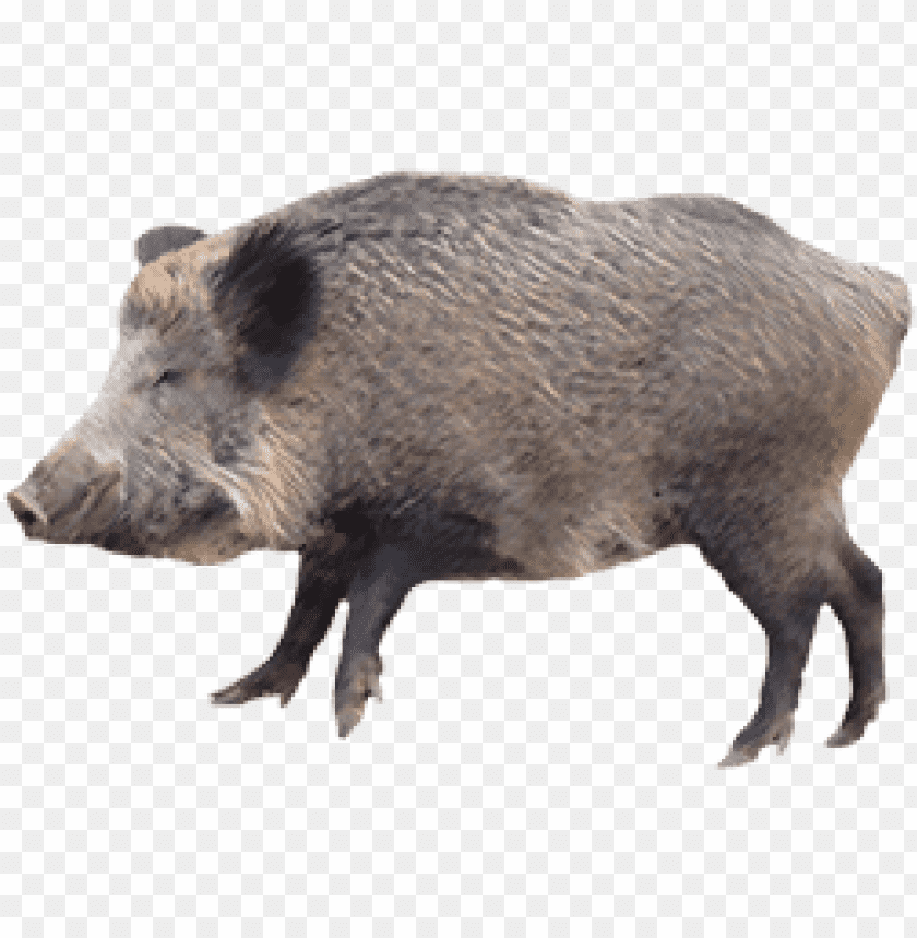 Free download | HD PNG big boar side view png | TOPpng