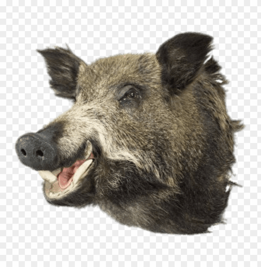 Free download | HD PNG boar head | TOPpng