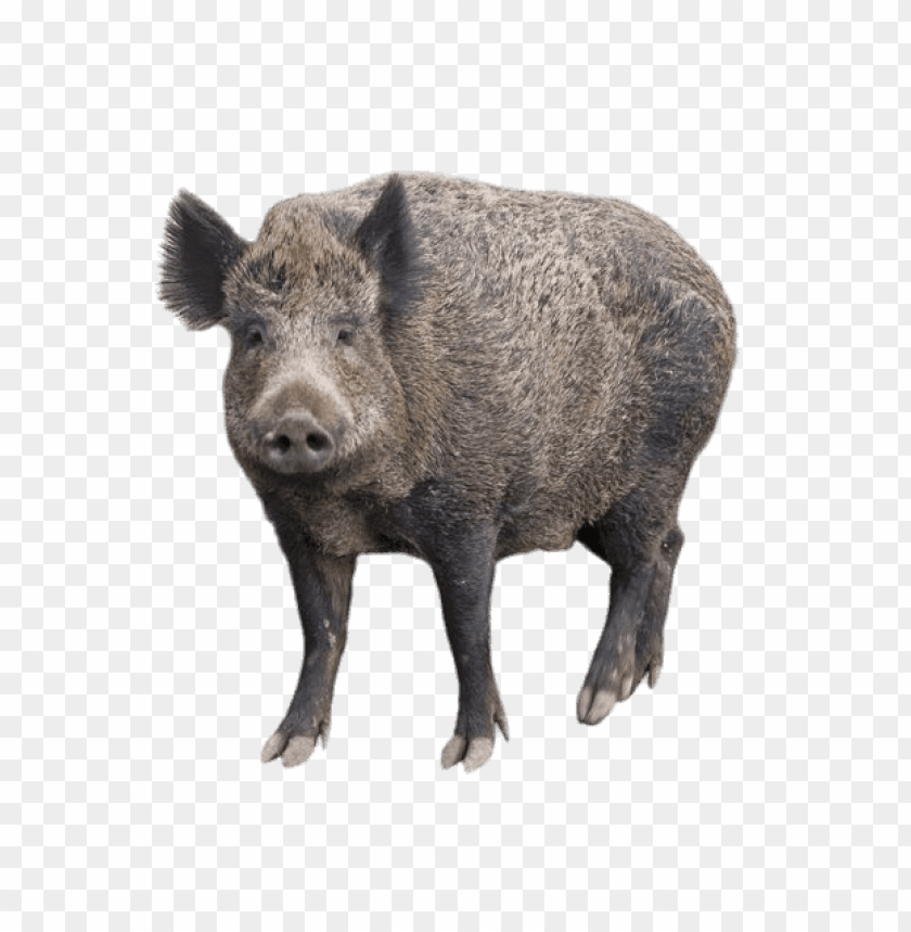 Free download | HD PNG boar with head turned forward | TOPpng
