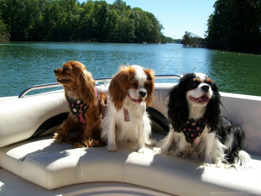 Free download | HD PNG boat dogs river swim three wallpaper background ...