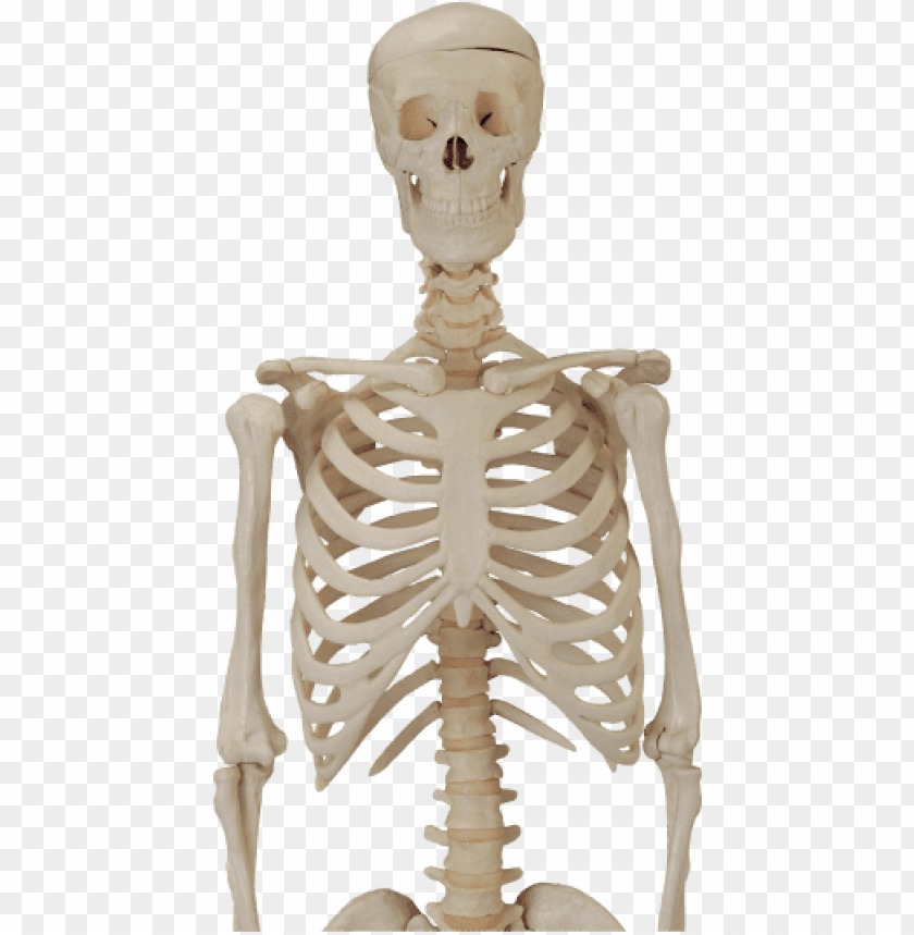 Free download | HD PNG Transparent background PNG image of body ...