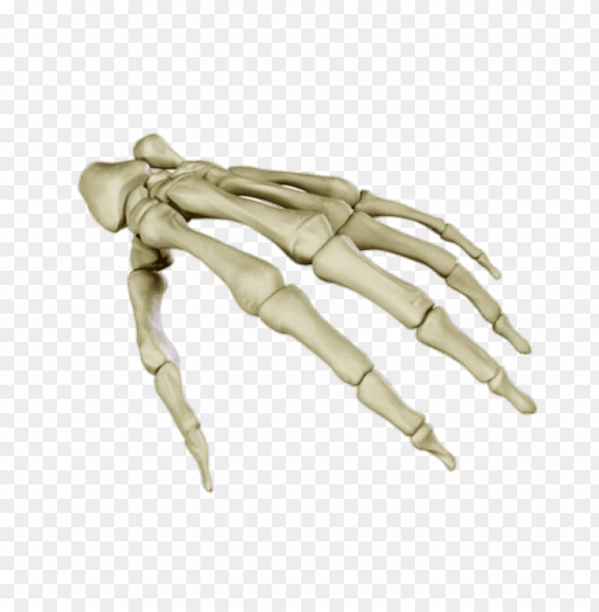 Free download | HD PNG Transparent background PNG image of bones of the ...