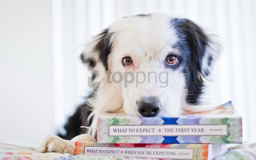 Free download | HD PNG books dog look wallpaper background best stock ...