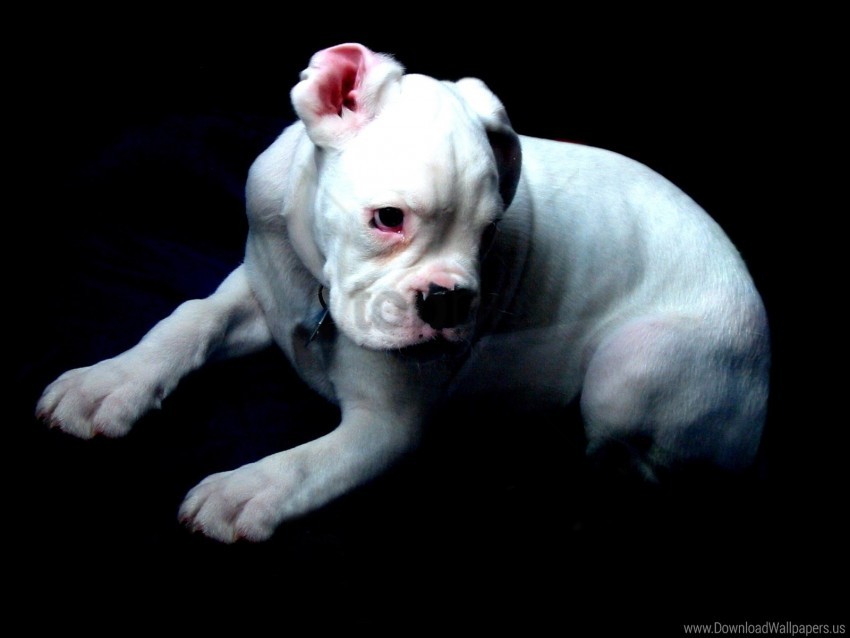 Free download | HD PNG boston terrier dog shadow sorrow white wallpaper ...