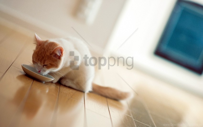 Free download | HD PNG bowl cat food wallpaper background best stock ...