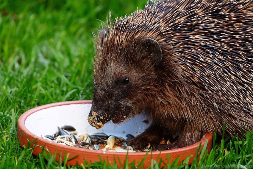 Free download | HD PNG bowl food hedgehog seeds thorns wallpaper ...
