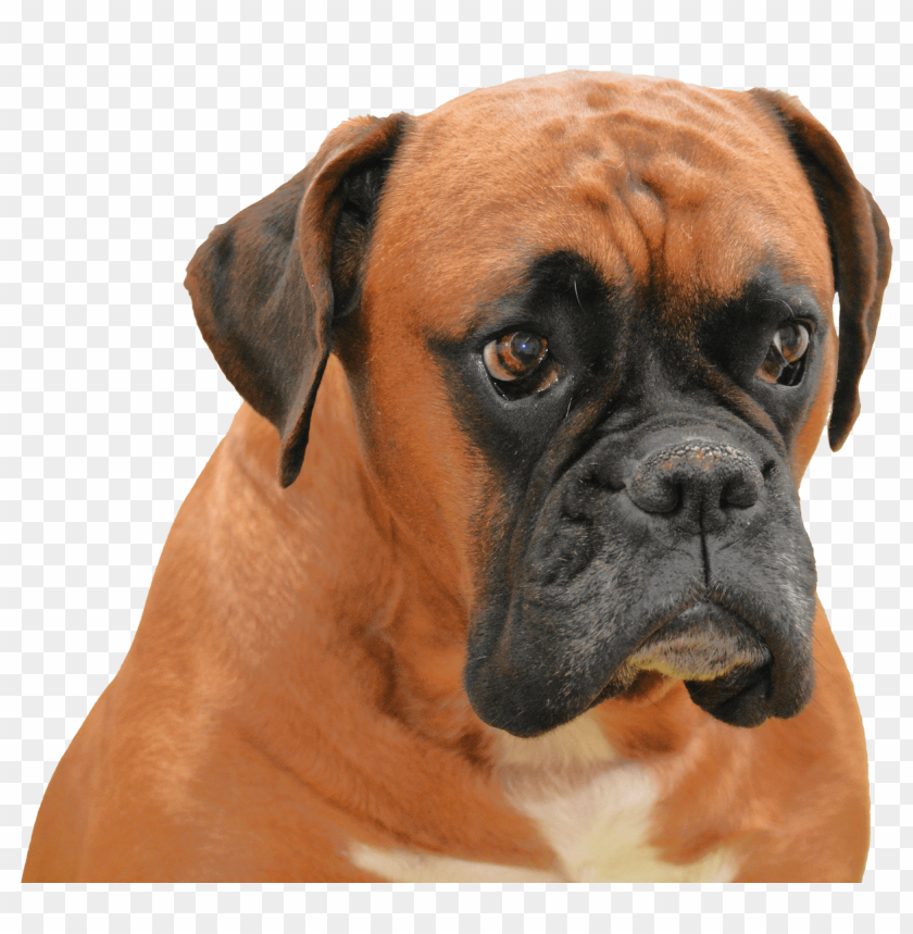 Free download | HD PNG boxer dog head png | TOPpng