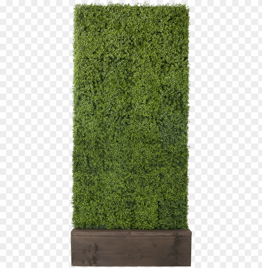 Free download | HD PNG boxwood hedge shrubs artificial png informatio ...