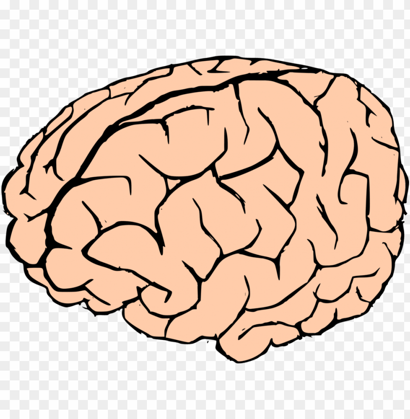 Free download | HD PNG brain brain clipart no background PNG ...