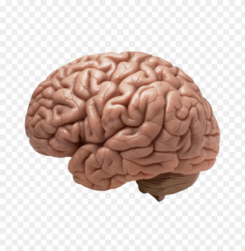 Free download | HD PNG brain realistic PNG transparent with Clear ...