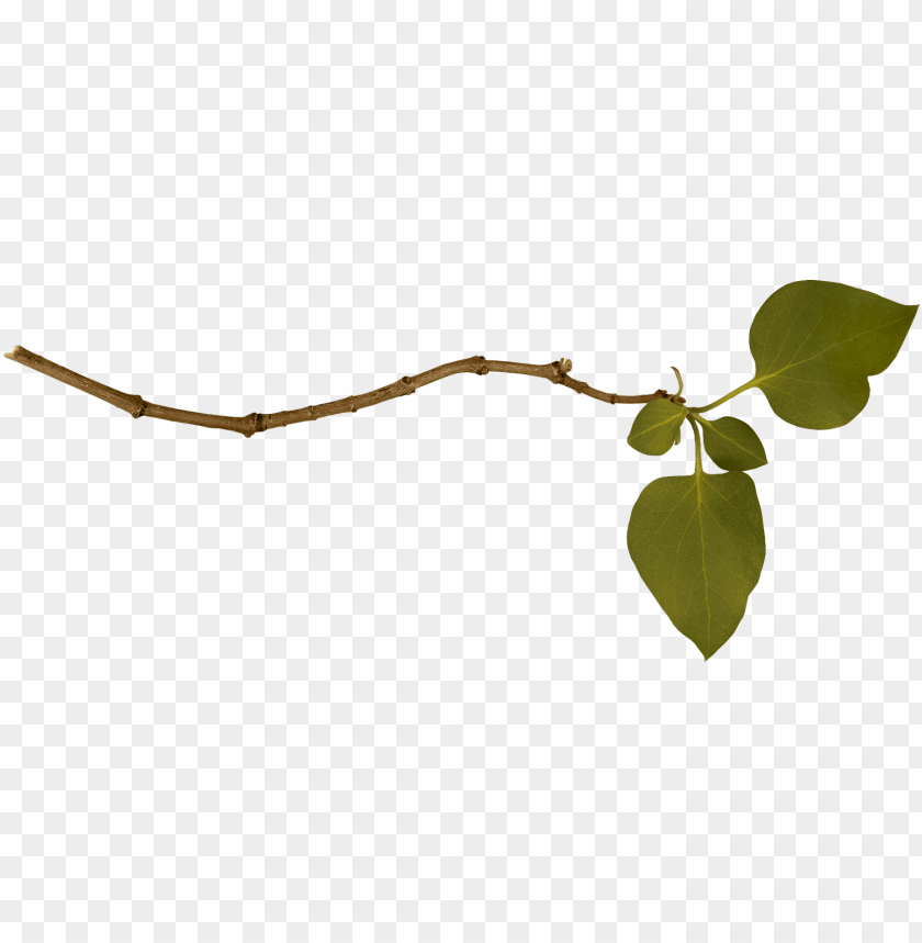 Free download | HD PNG PNG image of branch with a clear background ...