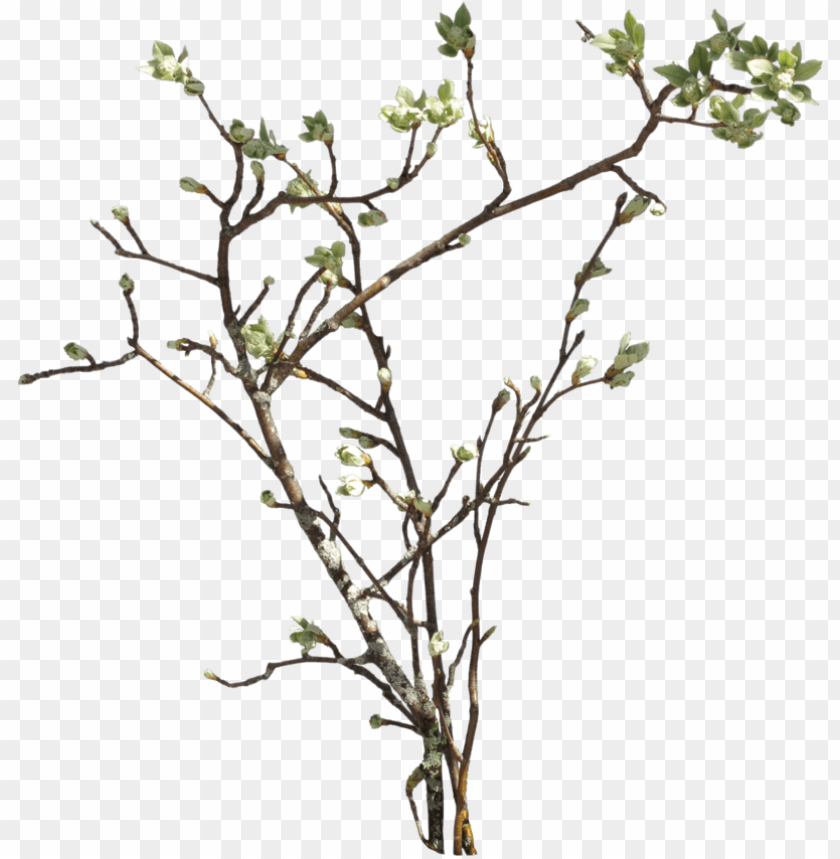 Free download | HD PNG PNG image of dry branch with small leaves png ...
