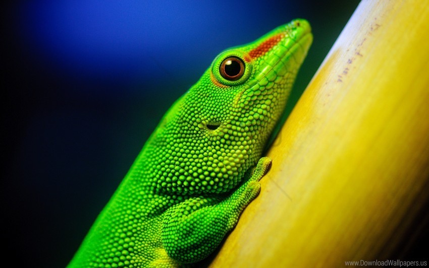 Free download | HD PNG branch bright color lizard wallpaper background ...