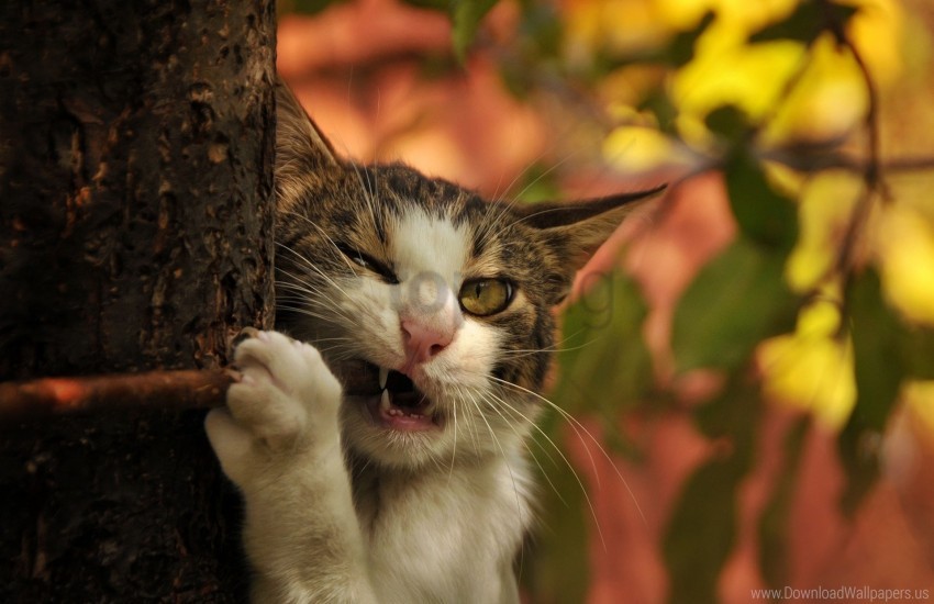 Free download | HD PNG branch cat fangs tree trunk wallpaper background ...