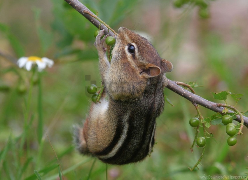 Free download | HD PNG branch chipmunk climbing eating grass wallpaper ...