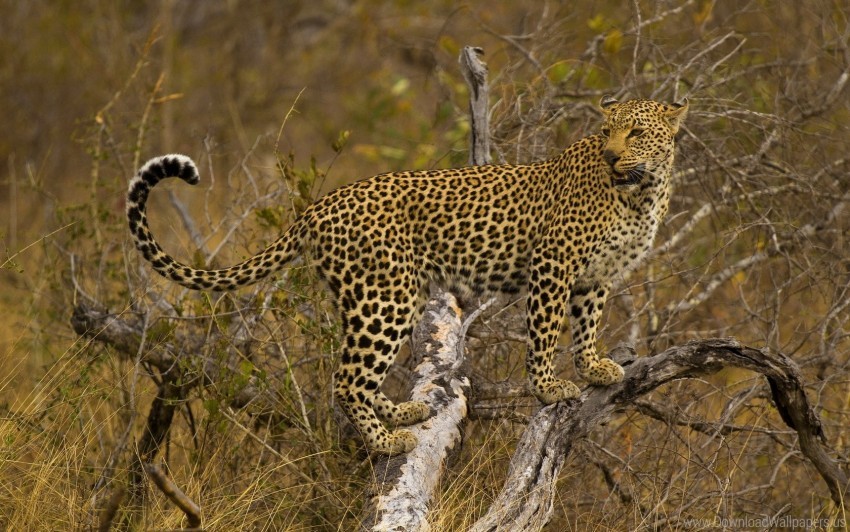 Free download | HD PNG branch leopard predator stand tree wallpaper ...