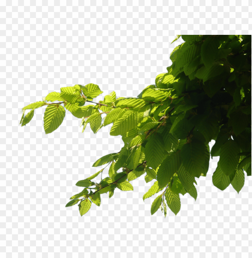 Free download | HD PNG PNG image of branch s with a clear background ...