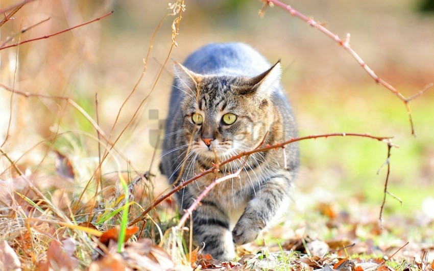 Free download | HD PNG branches cat fear grass wallpaper background ...