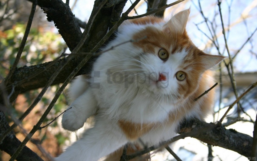 Free download | HD PNG branches cat furry sit spotted wood wallpaper ...