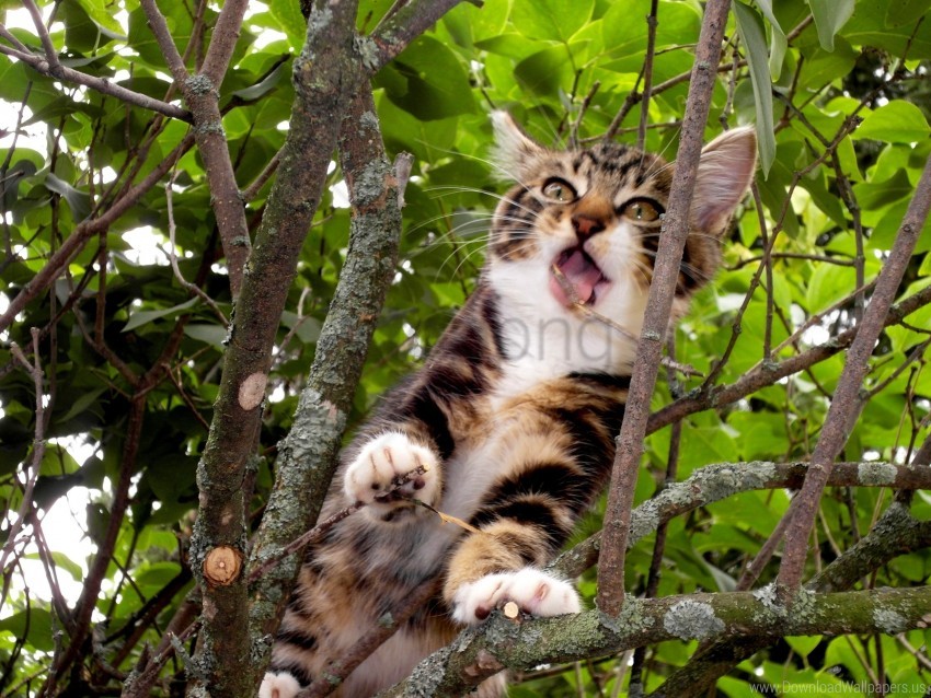 Free download | HD PNG branches kitten lie down playful sit tree ...