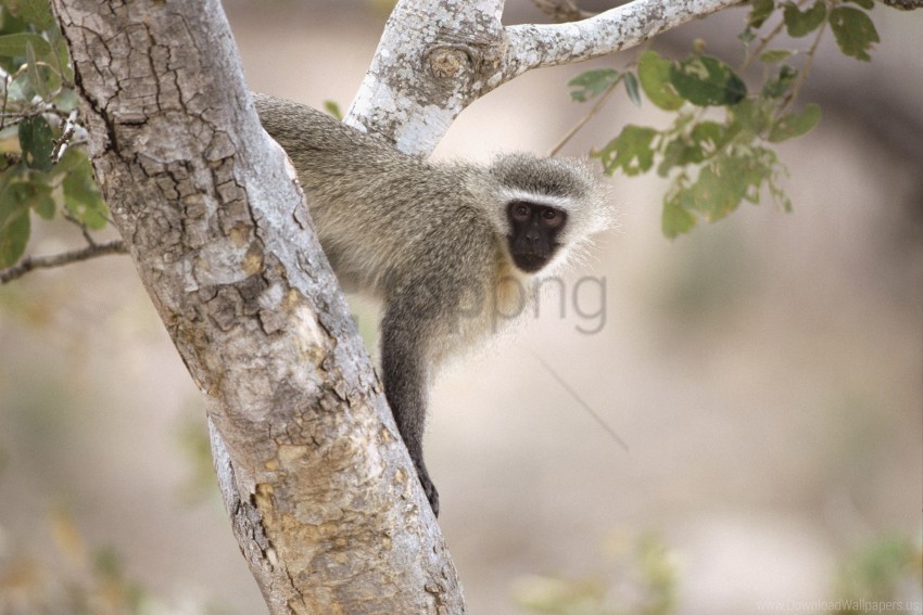 Free download | HD PNG branches monkey tree wallpaper background best ...