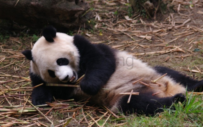 Free download | HD PNG branches panda rest sleep wallpaper background ...
