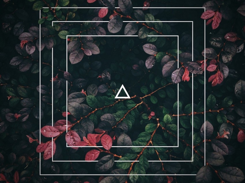 Free download | HD PNG branches square triangle bush plant 4k wallpaper ...