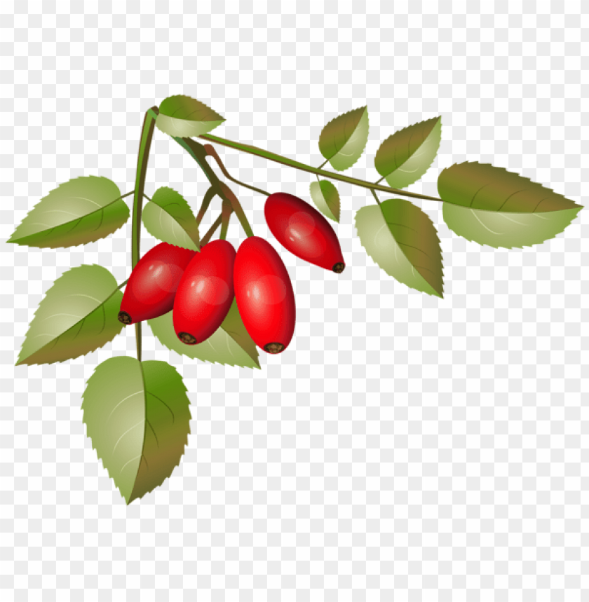 Free download | HD PNG brier bush with ripe fruits branch png clipart ...