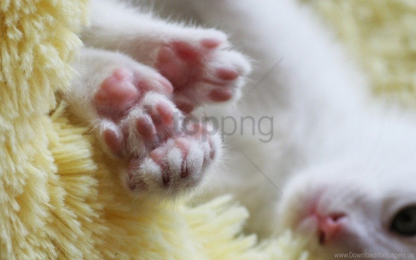 Free download | HD PNG bright cute kitten paws wallpaper background ...