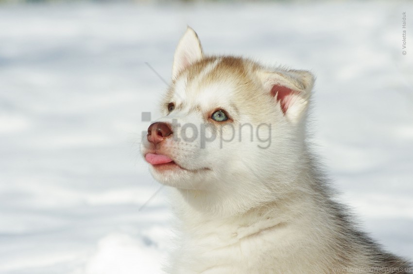 Free download | HD PNG bright husky puppy snout wallpaper background ...