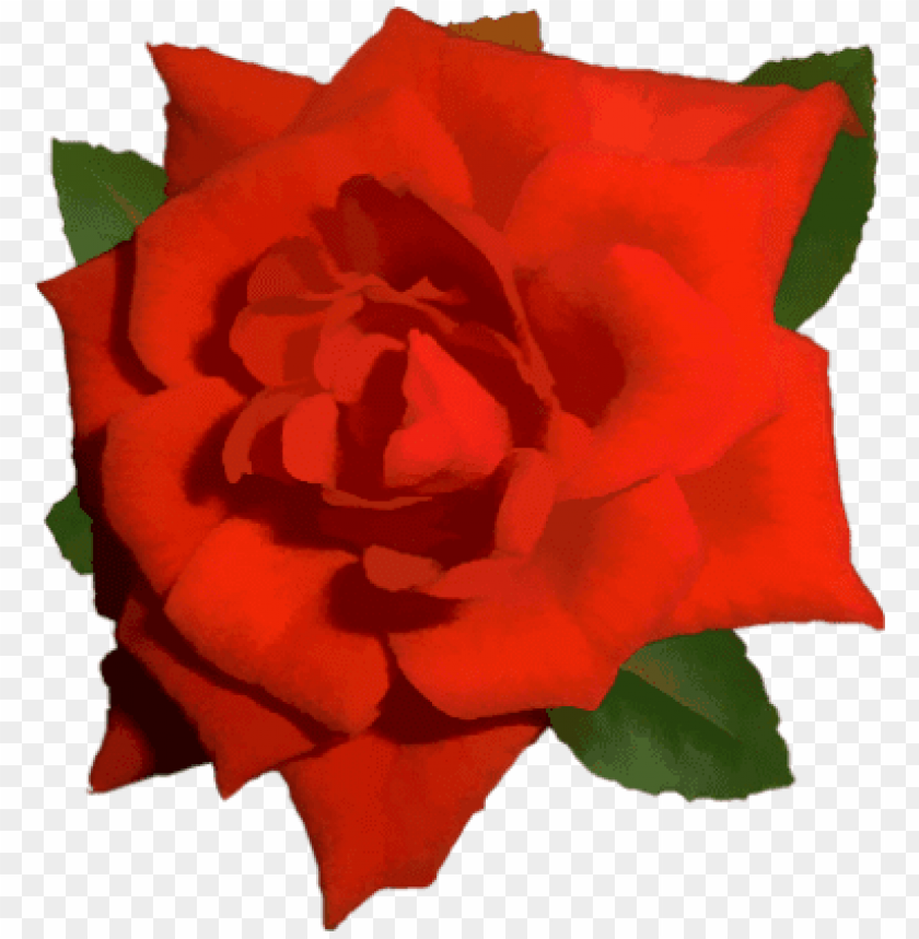 Free download | HD PNG bright red rose PNG transparent with Clear ...